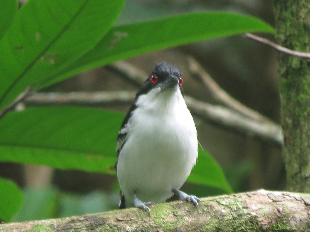 Foto choró-boi (Taraba major) Por Humberto Pereira | Wiki Aves - A ...