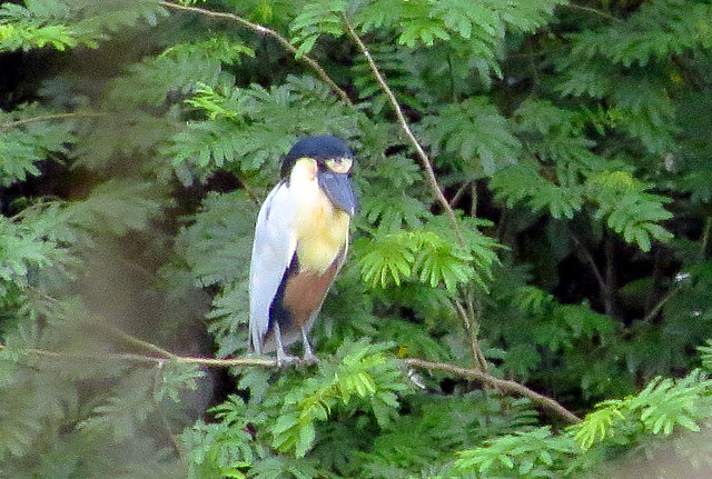 Foto arapapá (Cochlearius cochlearius) Por Fernando Pacheco | Wiki Aves ...