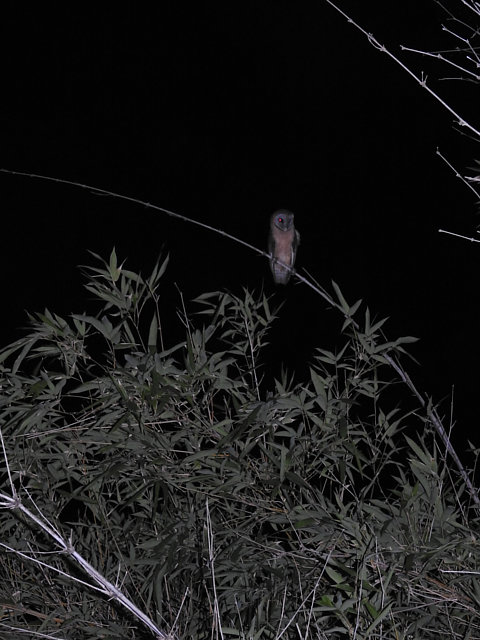 Foto suindara (Tyto furcata) Por Alexandre Kavati | Wiki Aves - A ...