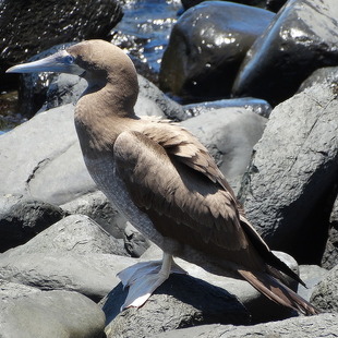 atobá-pardo (Sula leucogaster) | WikiAves - A Enciclopédia das Aves do ...