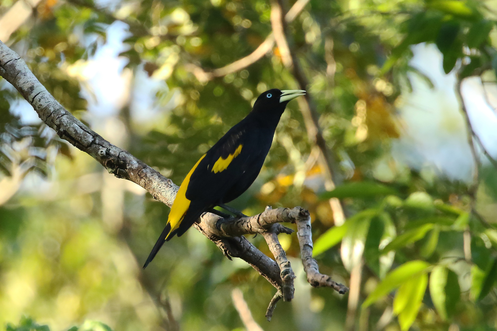 Foto xexéu (Cacicus cela) Por Henrique Moreira | Wiki Aves - A ...