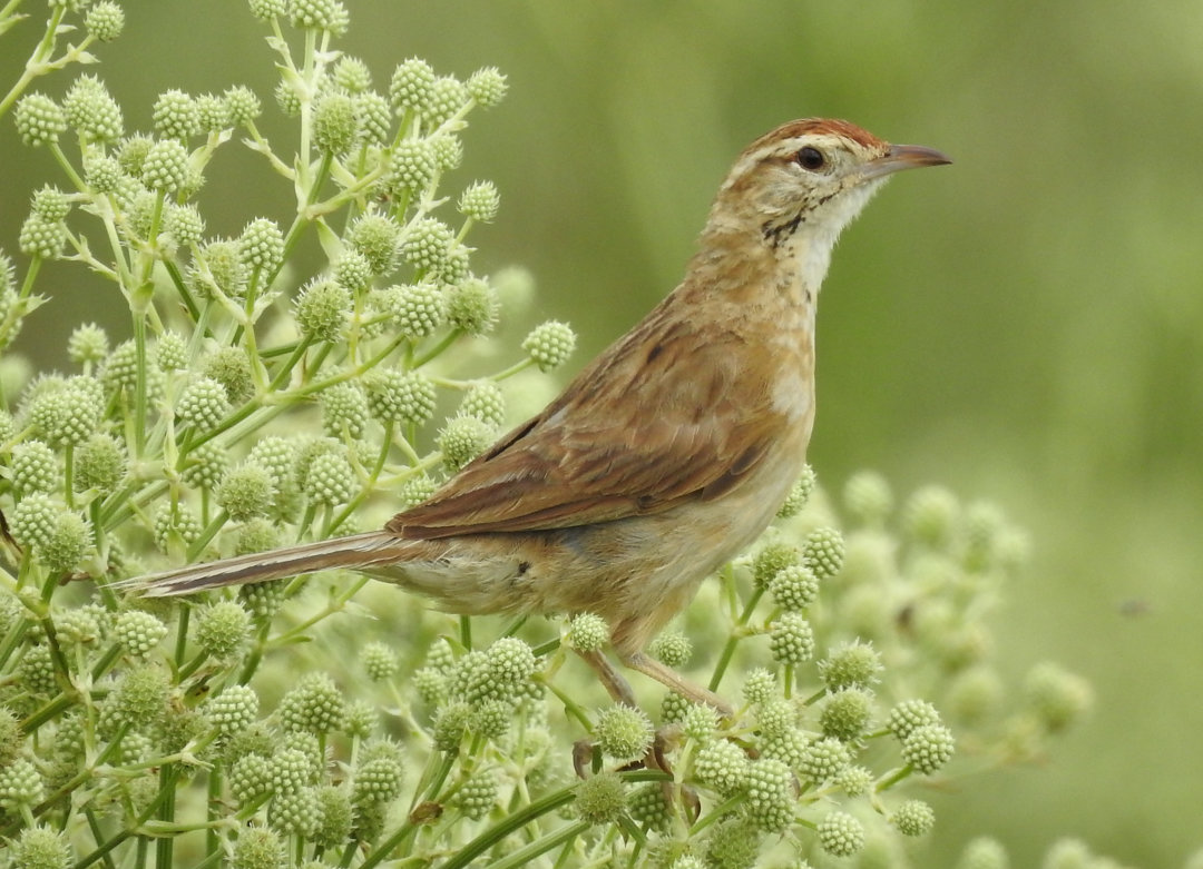 Foto cochicho (Anumbius annumbi) Por Claudio Cesar | Wiki Aves - A ...