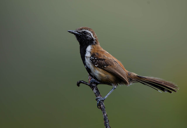 papa-formiga-do-sincorá (Formicivora grantsaui) | WikiAves - A ...