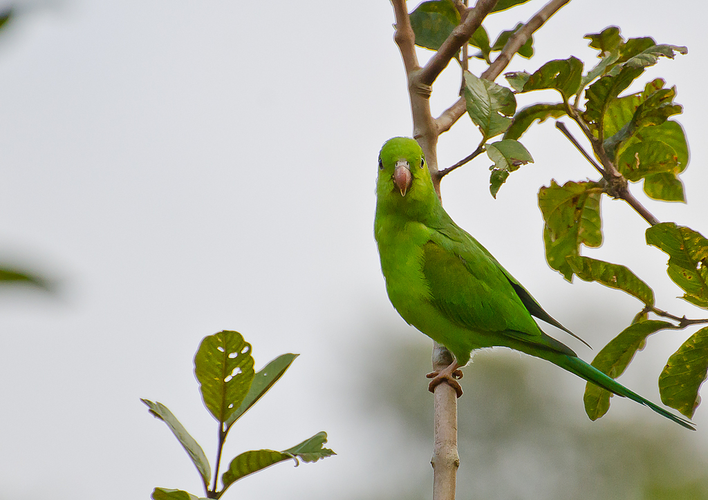 Foto periquito-rico (Brotogeris tirica) Por Adolfo Alarcon | Wiki Aves ...