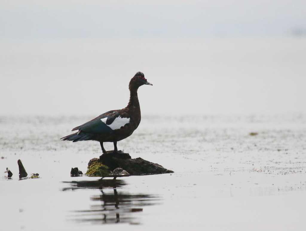 Foto pato-do-mato (Cairina moschata) Por Luiz Gerardi | Wiki Aves - A ...