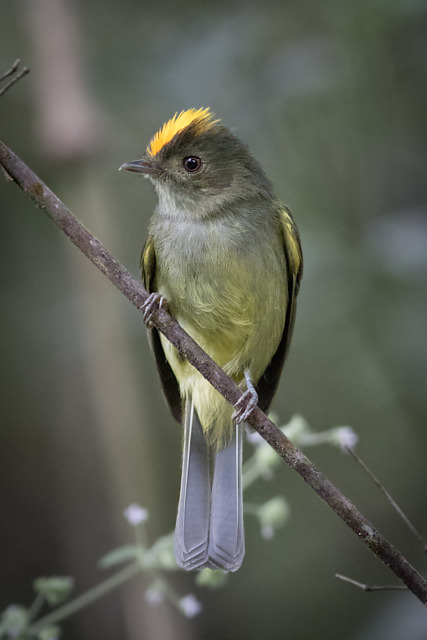 fruxu (Neopelma chrysolophum) | WikiAves - A Enciclopédia das Aves do ...