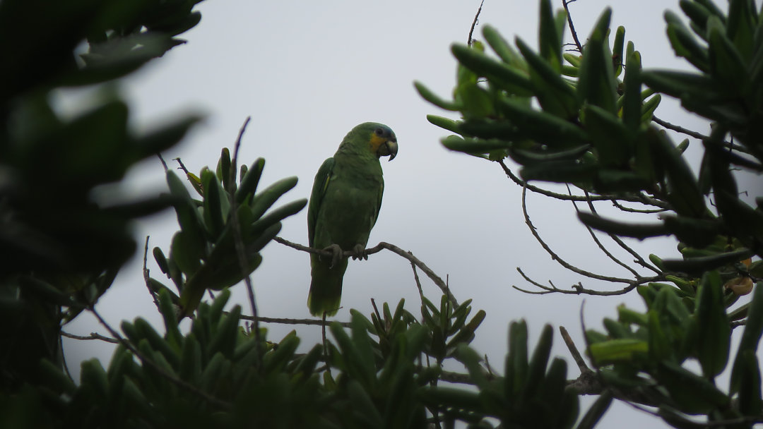 Foto curica (Amazona amazonica) Por Belgrano Rekowsky | Wiki Aves - A ...