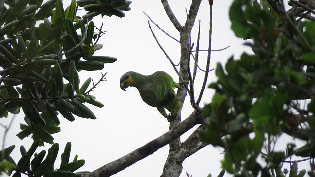 Foto curica (Amazona amazonica) Por Belgrano Rekowsky | Wiki Aves - A ...