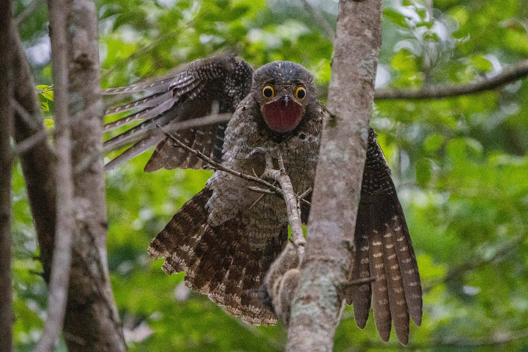 Foto urutau (Nyctibius griseus) Por Fábio de Sousa | Wiki Aves - A ...