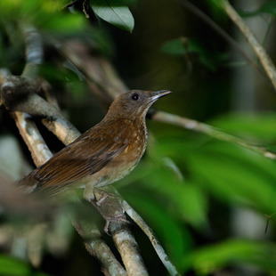 sabiá-bicolor (Turdus hauxwelli) | WikiAves - A Enciclopédia das Aves ...