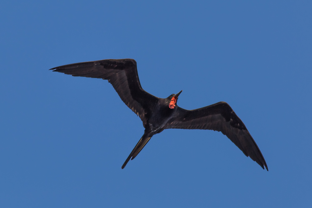 Foto fragata (Fregata magnificens) Por Jose Silverio Lemos | Wiki Aves ...