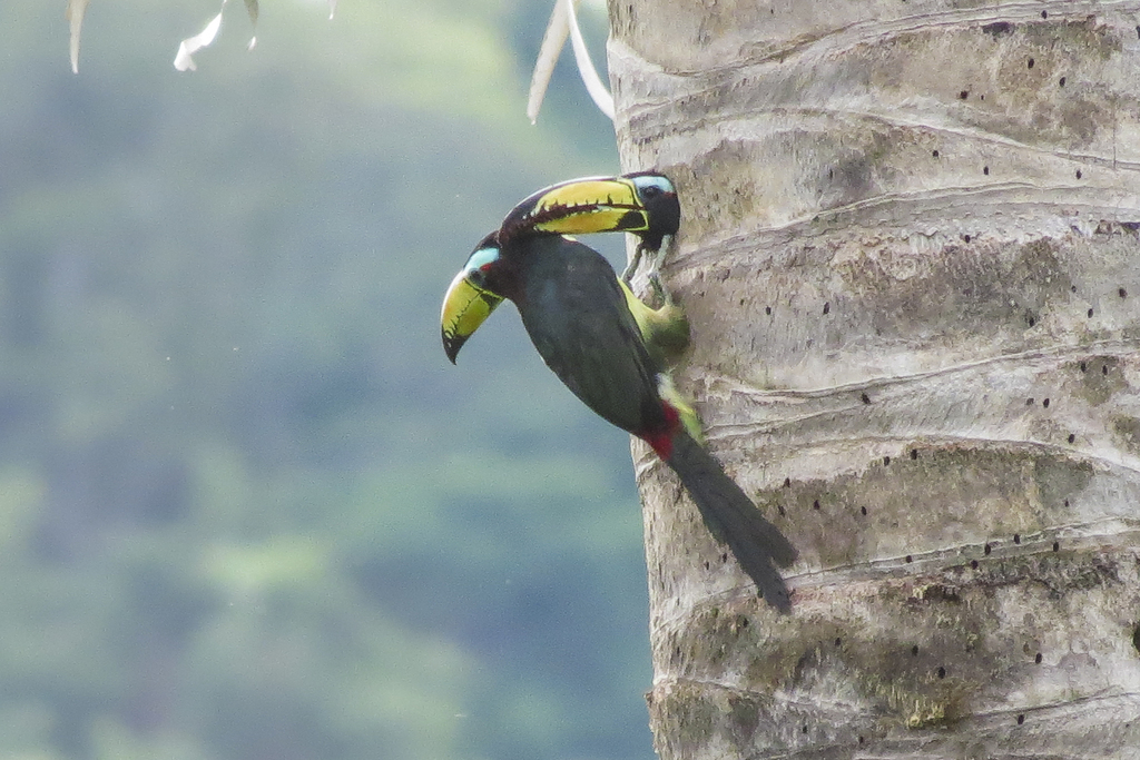 Foto araçari-de-bico-riscado (Pteroglossus inscriptus) Por Karina ...