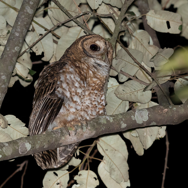 Foto coruja-listrada (Strix hylophila) Por Marcelo Figueiroa | Wiki ...