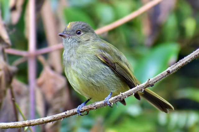 Foto fruxu (Neopelma chrysolophum) Por Jaime Oliveira | Wiki Aves - A ...