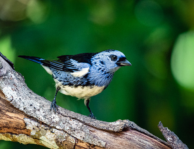 Foto cambada-de-chaves (Tangara brasiliensis) Por Renato Prado Lima ...