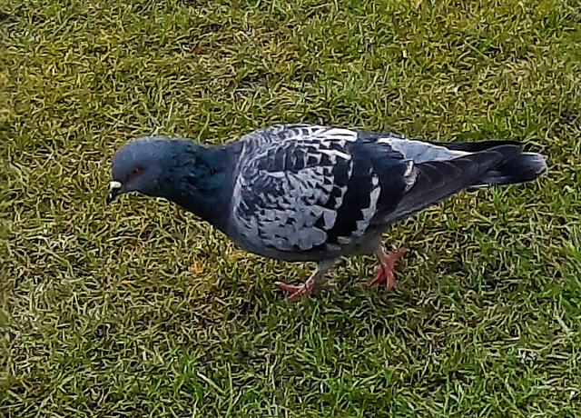 Foto pombo-doméstico (Columba livia) Por Jacques Passamani | Wiki Aves ...