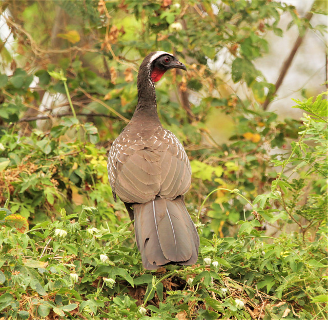 Foto jacucaca (Penelope jacucaca) Por Will Mesquita | Wiki Aves - A ...