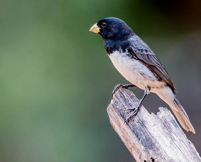 Foto papa-capim-de-costas-cinza (Sporophila ardesiaca) Por Luis Carlos ...