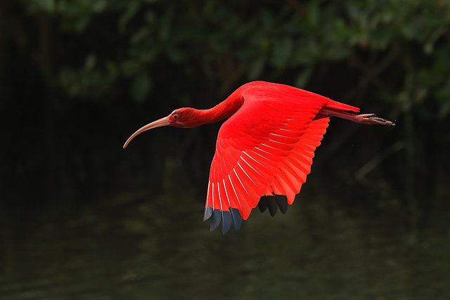 Foto guará (Eudocimus ruber) Por Leonardo Casadei | Wiki Aves - A ...