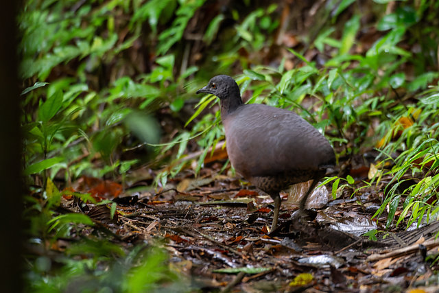 Foto inhambuguaçu (Crypturellus obsoletus) Por Luciano Bernardes | Wiki ...