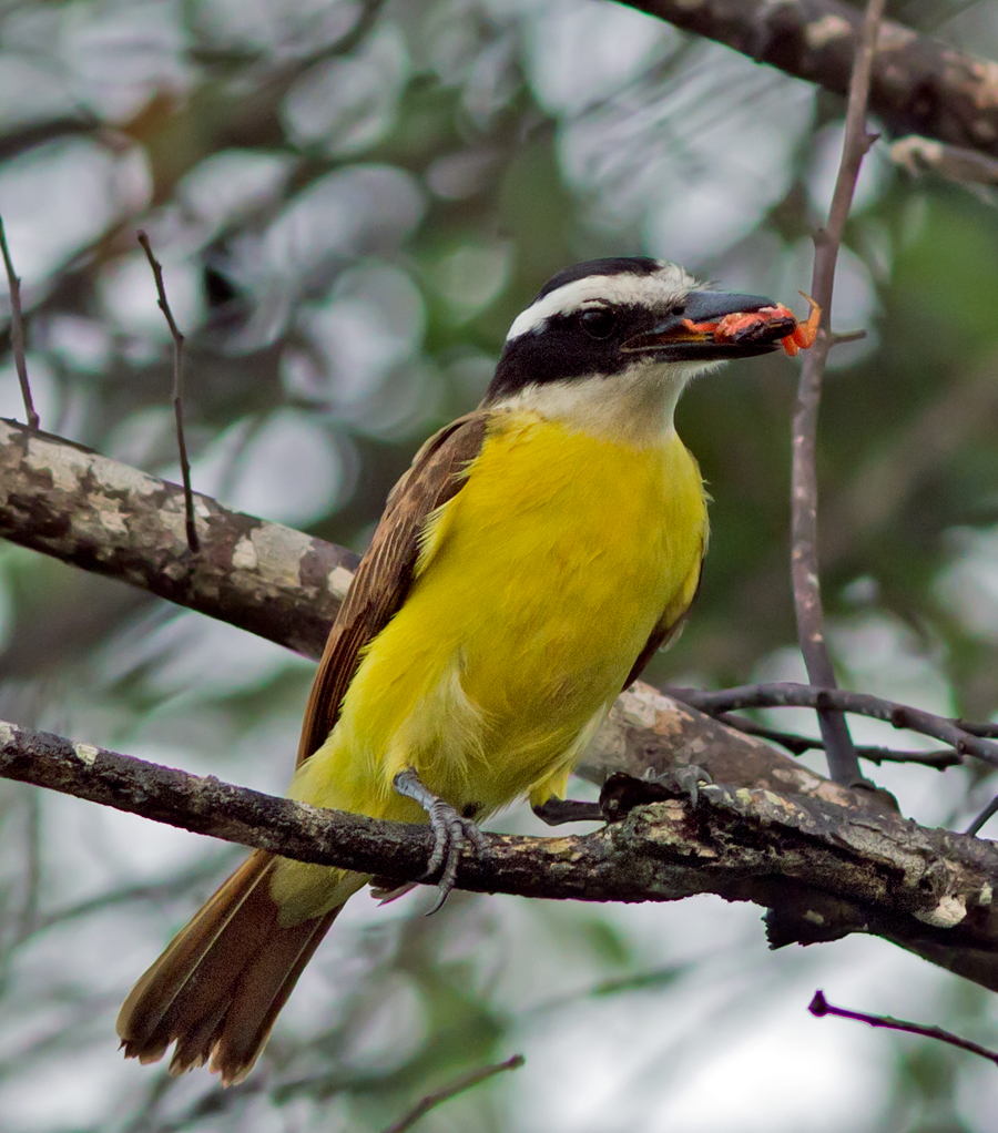 Foto bem-te-vi (Pitangus sulphuratus) Por Marcelo Camacho | Wiki Aves ...