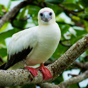 atobá-de-pé-vermelho (Sula sula) | WikiAves - A Enciclopédia das Aves ...