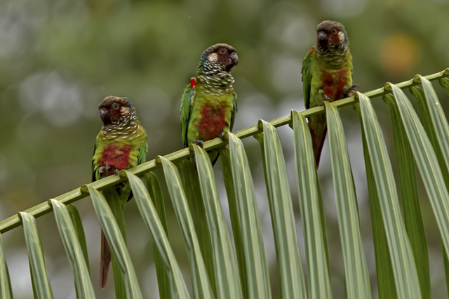Aves Ameaçadas do Brasil | WikiAves - A Enciclopédia das Aves do Brasil