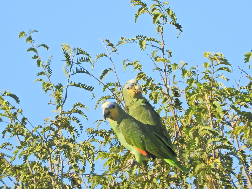 Foto curica (Amazona amazonica) Por Adreily Katiusse | Wiki Aves - A ...