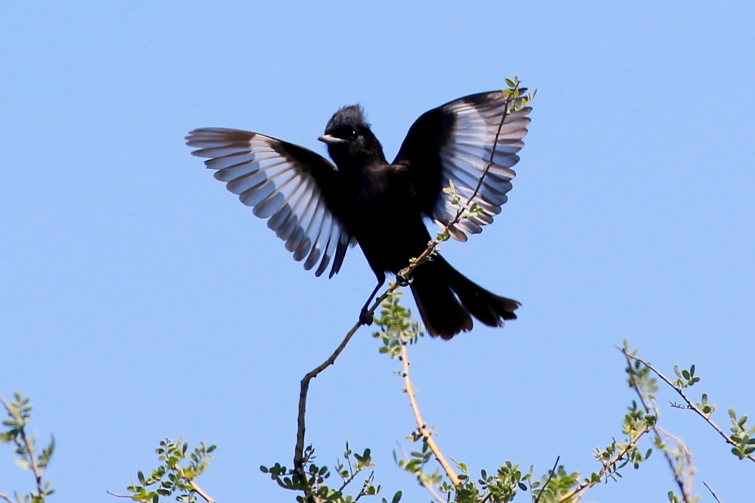Foto maria-preta-do-sul (Knipolegus hudsoni) Por Mathias Singer | Wiki ...