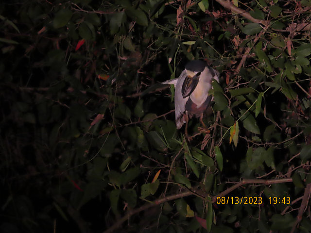 Foto arapapá (Cochlearius cochlearius) Por Humberto Moraes | Wiki Aves ...
