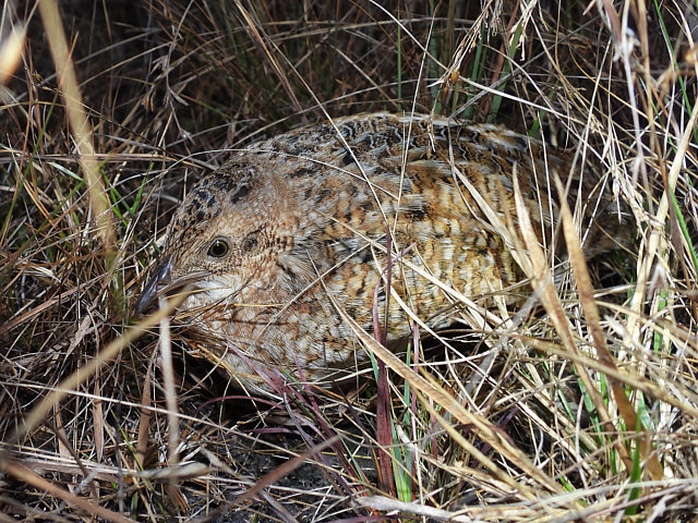Foto codorna-carapé (Taoniscus nanus) Por Vitor Tolentino | Wiki Aves ...