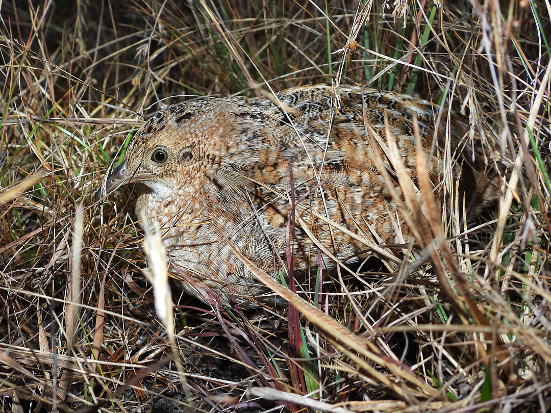 Foto codorna-carapé (Taoniscus nanus) Por Vitor Tolentino | Wiki Aves ...