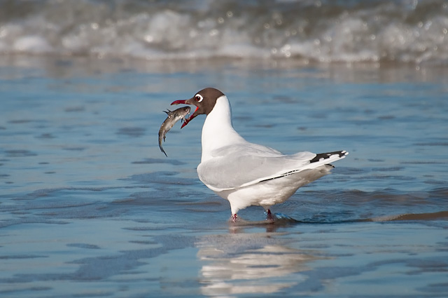 Laridae | WikiAves - A Enciclopédia das Aves do Brasil
