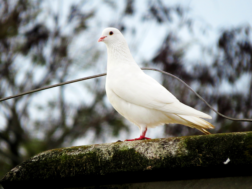 Foto pombo-doméstico (Columba livia) Por Rafael Weber | Wiki Aves - A ...