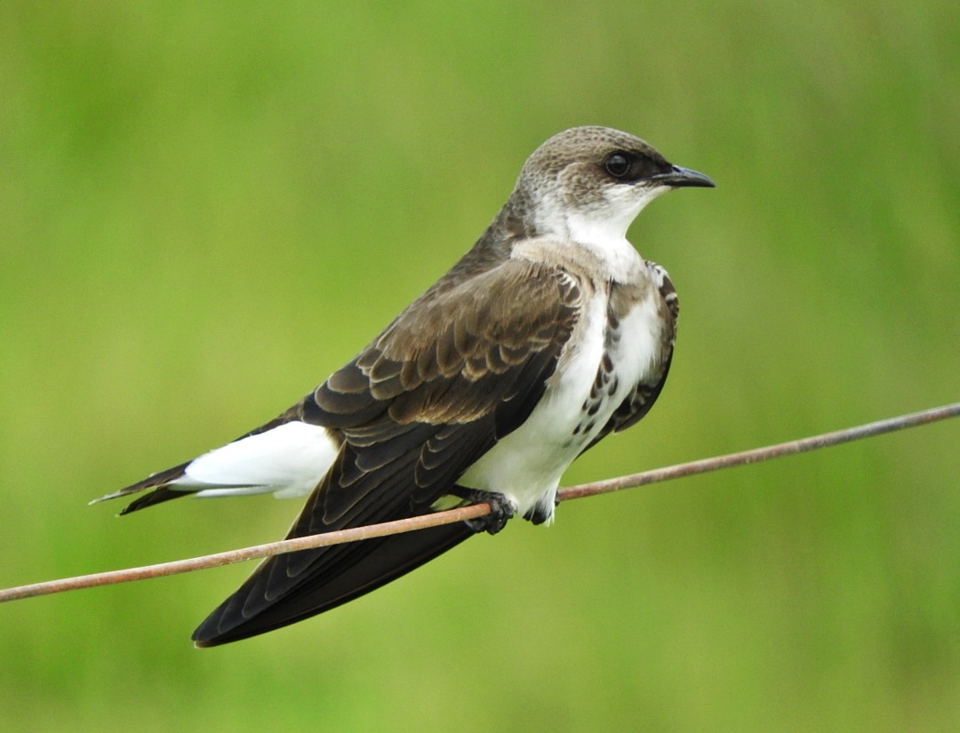 Foto andorinha-do-campo (Progne tapera) Por Adolf Wall | Wiki Aves - A ...
