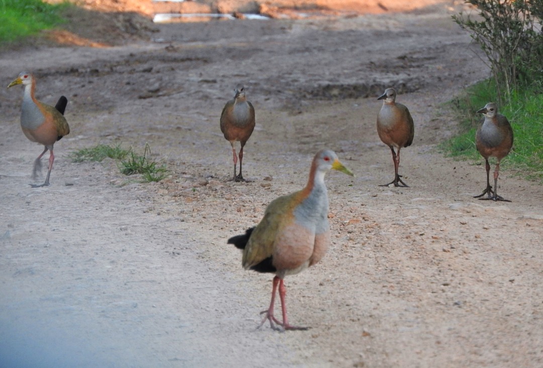 Foto saracuruçu (Aramides ypecaha) Por Adolf Wall | Wiki Aves - A ...