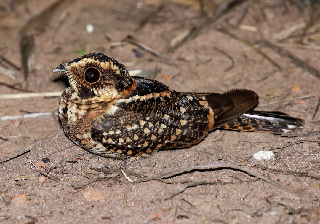 Foto bacurau-de-rabo-maculado (Hydropsalis maculicaudus) Por André ...