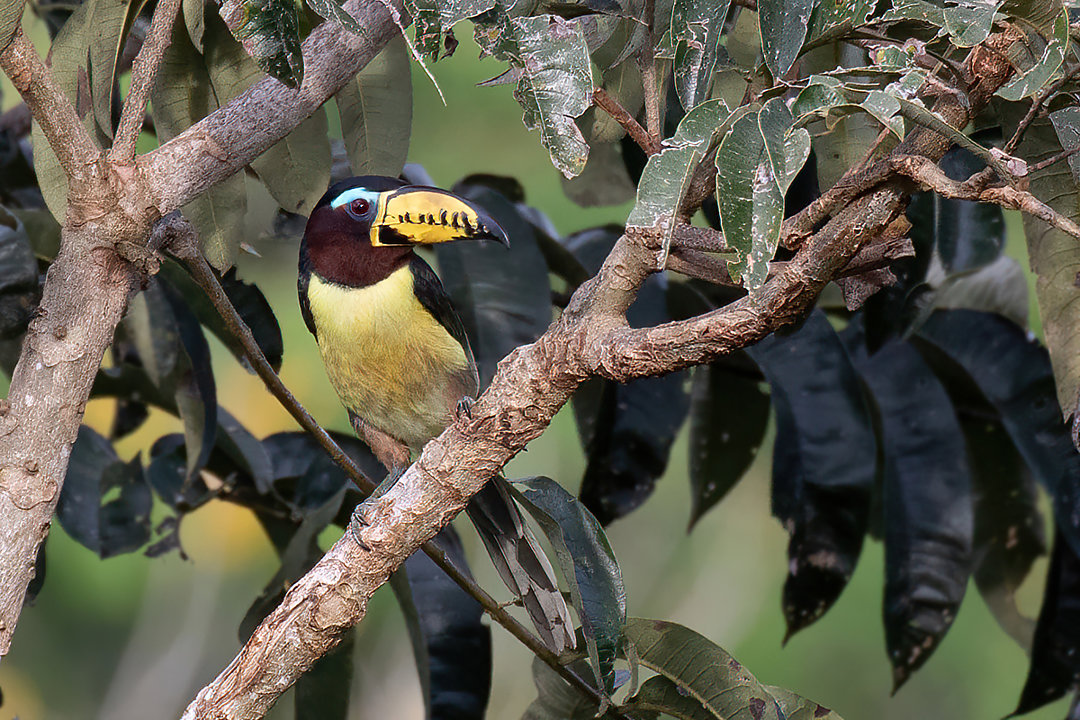 Foto araçari-de-bico-riscado (Pteroglossus inscriptus) Por Alexandre ...