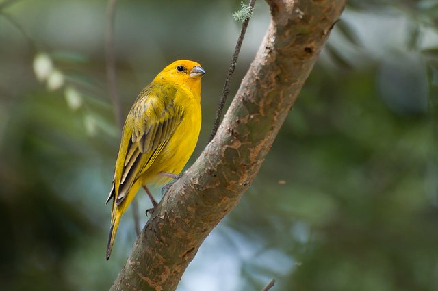 Foto canário-da-terra (Sicalis flaveola) Por Ivan Angelo | Wiki Aves ...