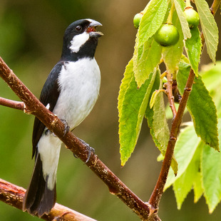 bigodinho (Sporophila lineola) | WikiAves - A Enciclopédia das Aves do ...