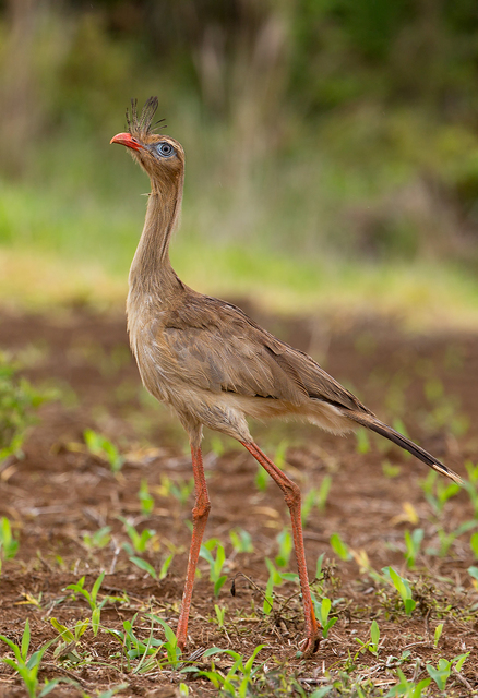 seriema (Cariama cristata) | WikiAves - A Enciclopédia das Aves do Brasil