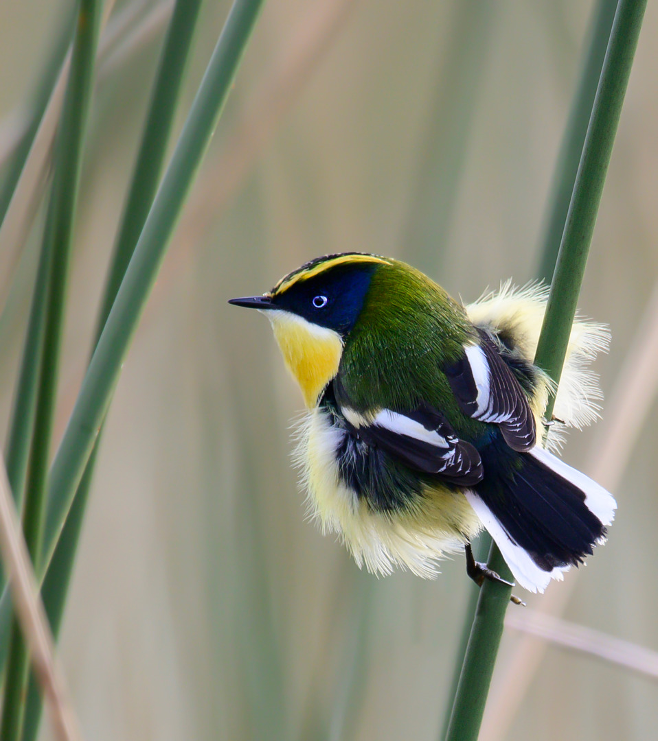 Foto papa-piri (Tachuris rubrigastra) Por Lucas Klassmann | Wiki Aves ...
