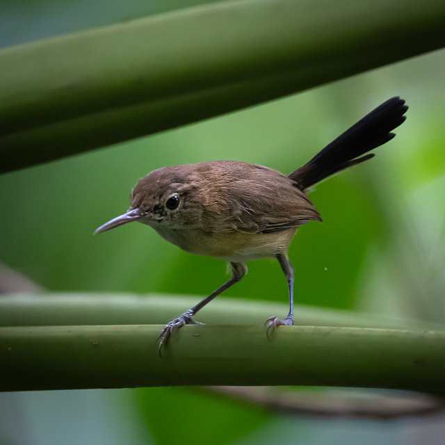 Foto chirito (Ramphocaenus melanurus) Por Daniel Hinckley | Wiki Aves ...