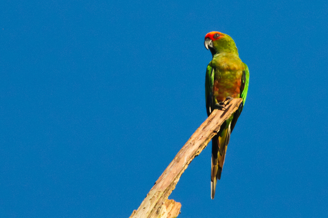 Foto jandaia-de-testa-vermelha (Aratinga auricapillus) Por Zé Edu ...