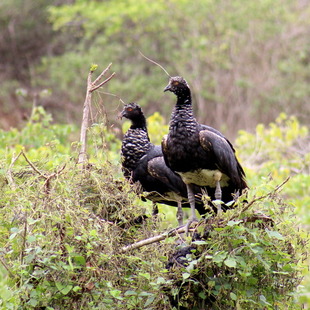 anhuma (Anhima cornuta) | WikiAves - A Enciclopédia das Aves do Brasil