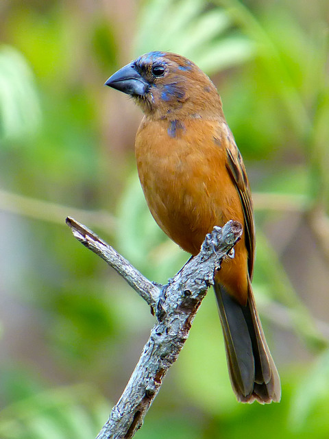 azulão (Cyanoloxia brissonii) | WikiAves - A Enciclopédia das Aves do ...