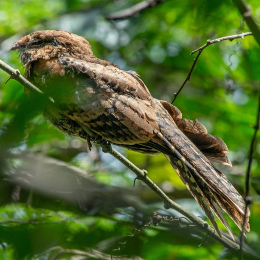 Foto bacurau (Nyctidromus albicollis) Por Enéas G. Junior | Wiki Aves ...
