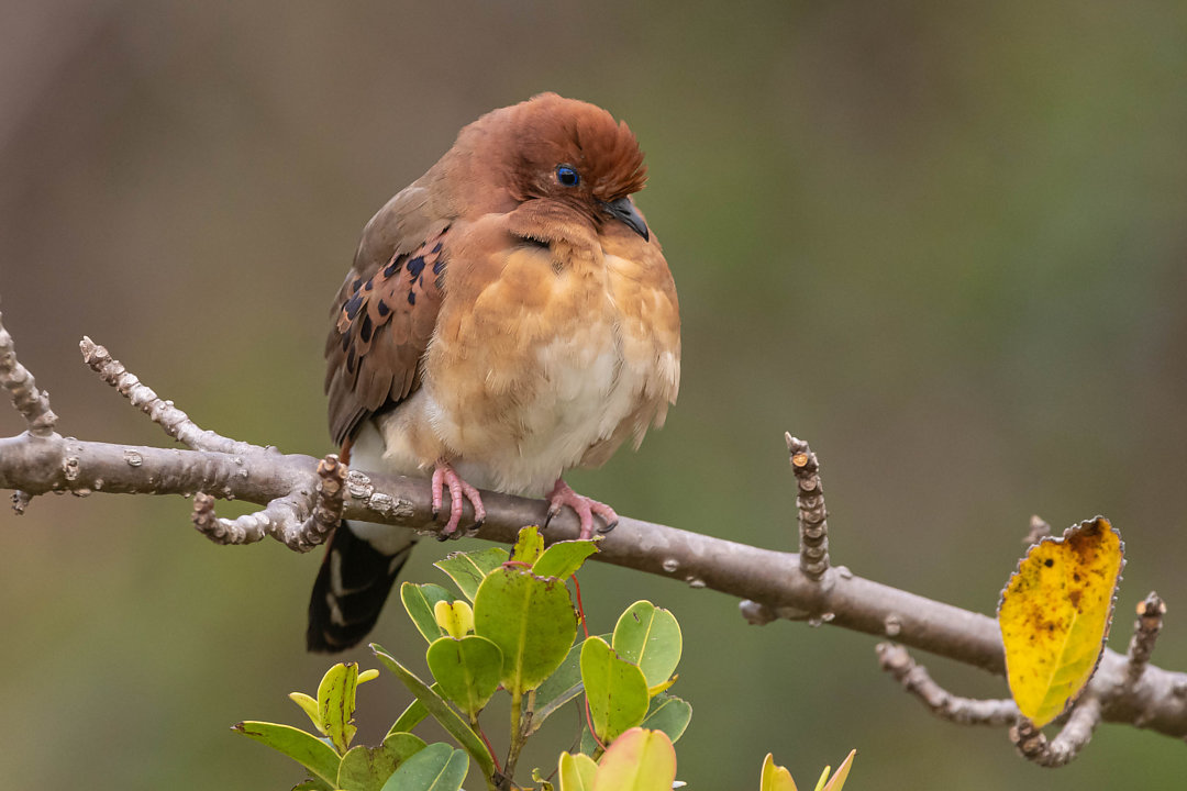 Foto rolinha-do-planalto (Columbina cyanopis) Por Henrique Duarte ...