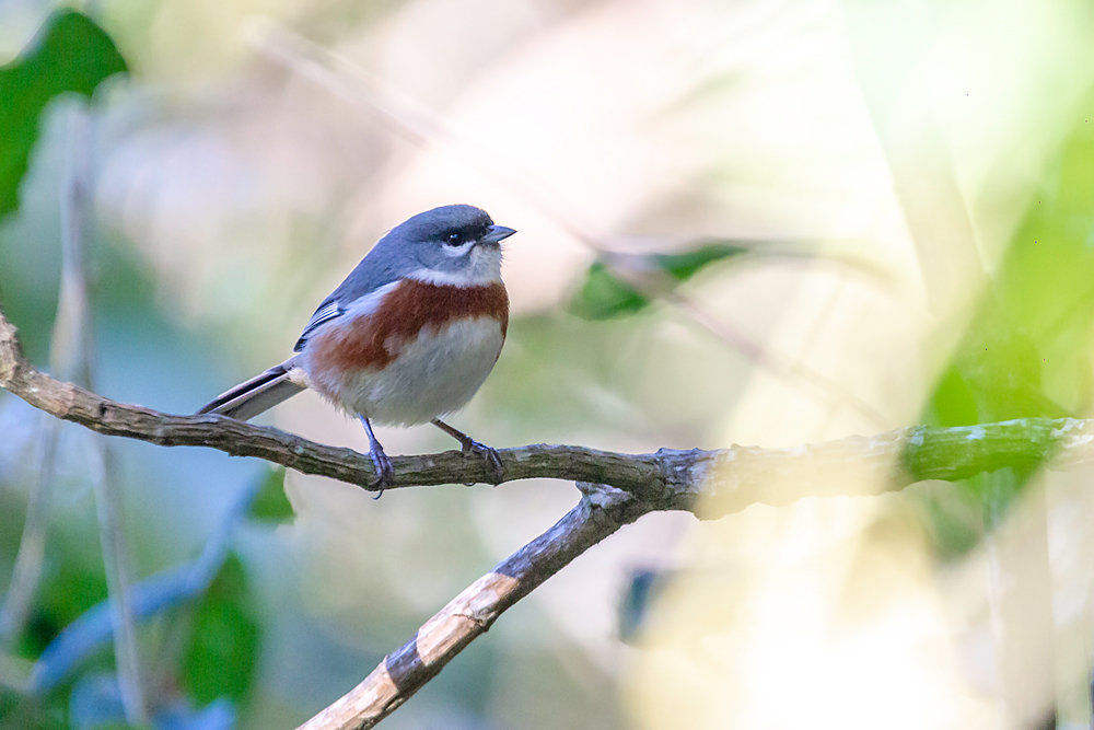 Foto peito-pinhão (Castanozoster thoracicus) Por Celso Queiroz | Wiki ...
