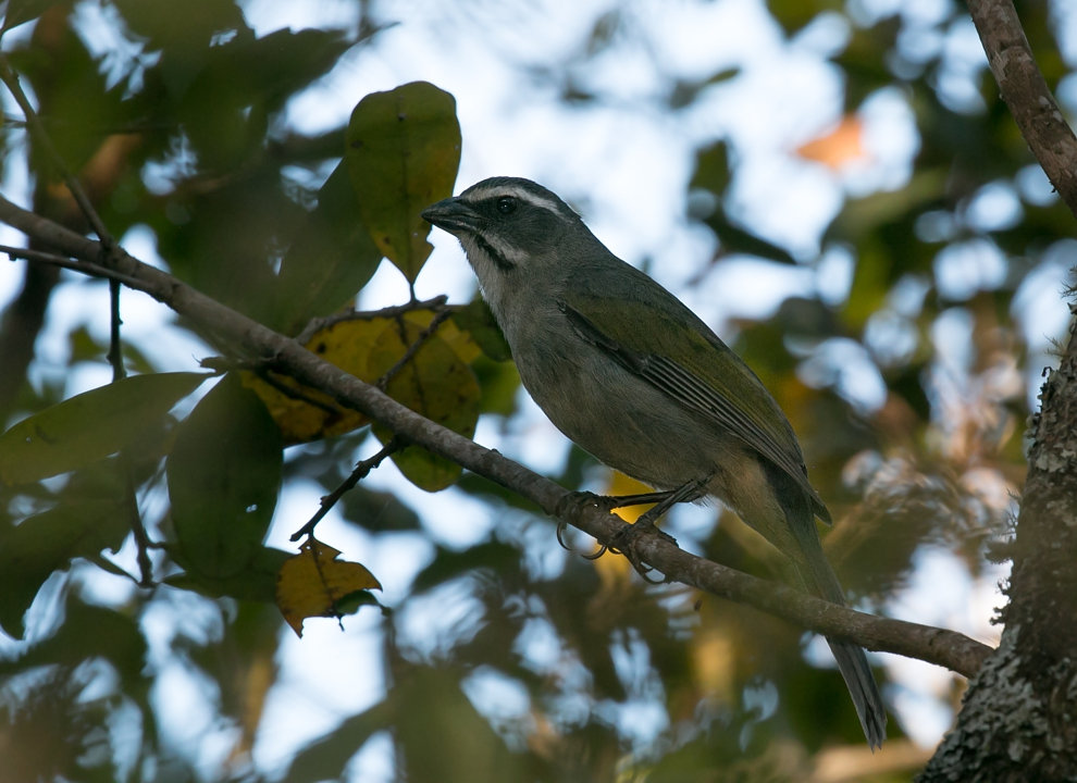 Foto trinca-ferro (Saltator similis) Por Ronaldo G. Lebowski | Wiki ...